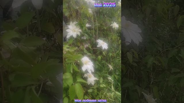 2025 май Любимая хатка