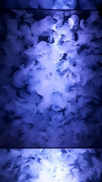 Мини-зоопарк - Медузы 2