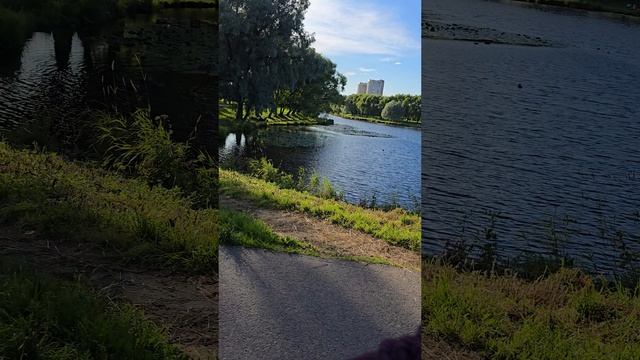 Муринский парк 08.25