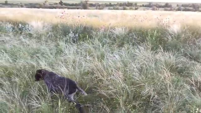 Горец. 4 мес. Первая стойка.