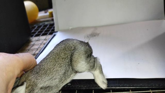 Крольчата породы Советская шиншилла. День 11-й