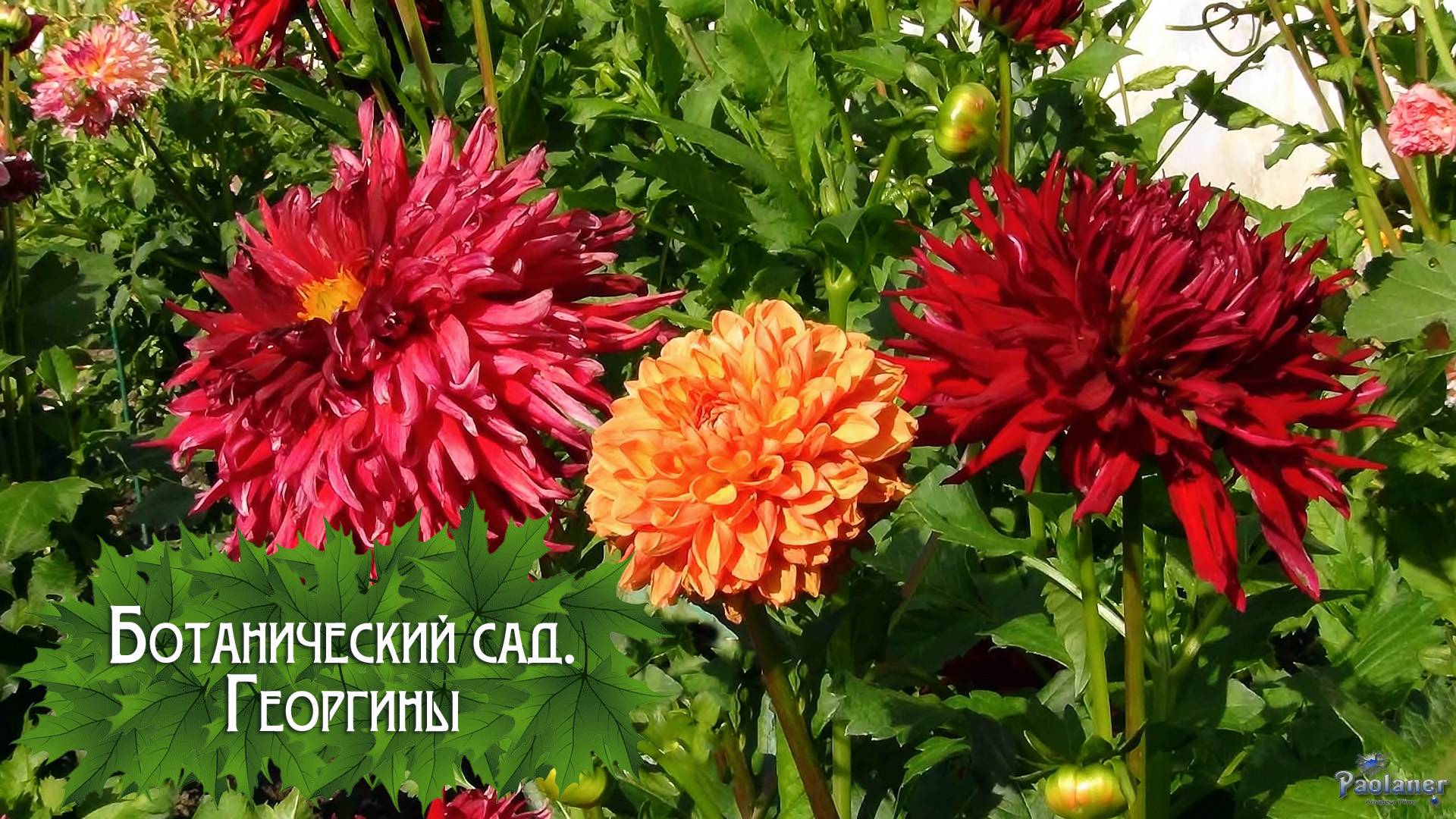 Ботанический сад. Георгины (2025)