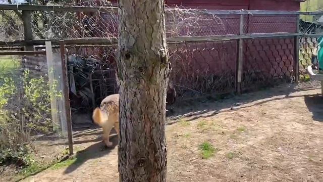 апрель Патрик и Саванна