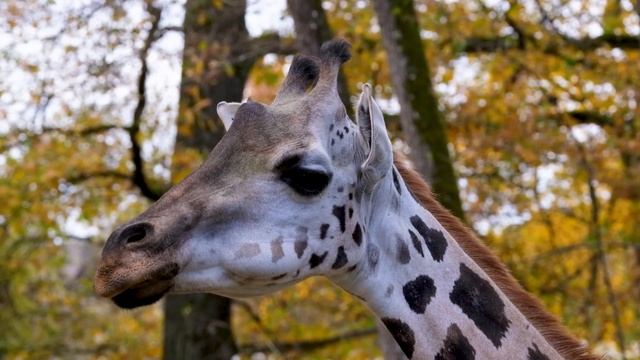 Жирафы :короли саванны