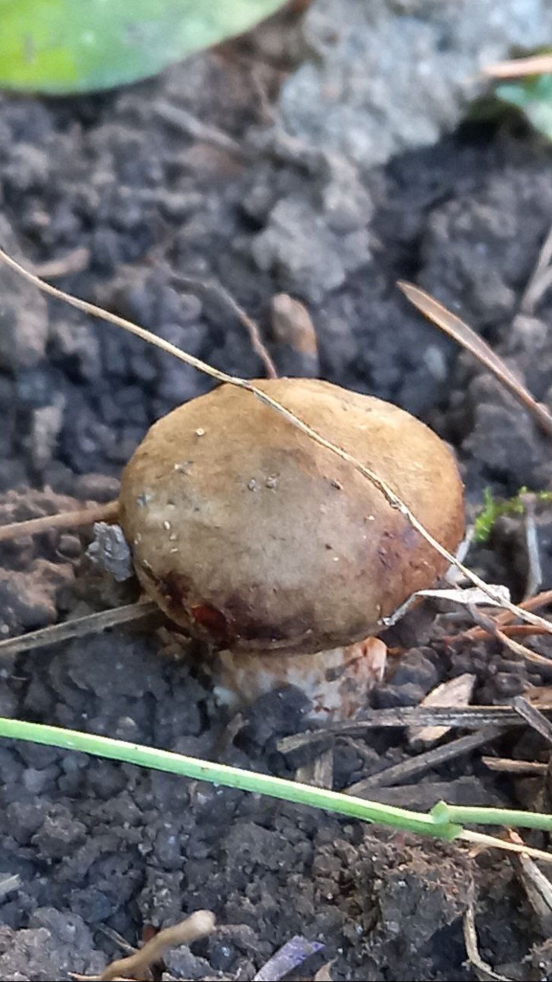 Маслята в городе 🍄🟫 Продолжение ❗️