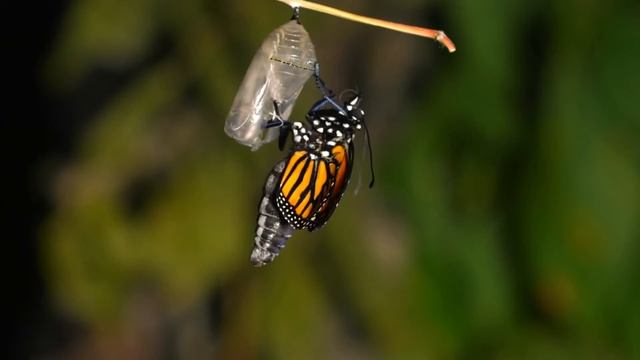Звуки бабочек — появление бабочки из кокона