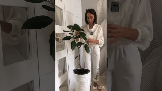 Фикус каучуконосный обрезка и формирование