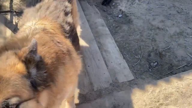 Патрик и Саванна, знакомство