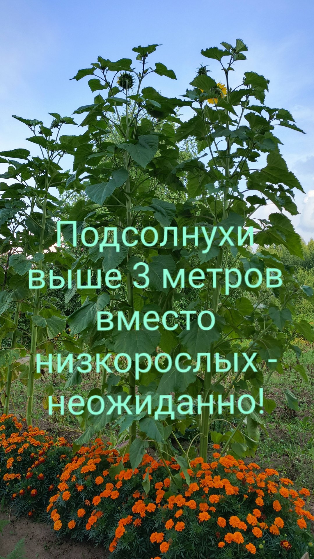 Посадила низкие декоративные, выросли 3-метровые подсолнухи!
