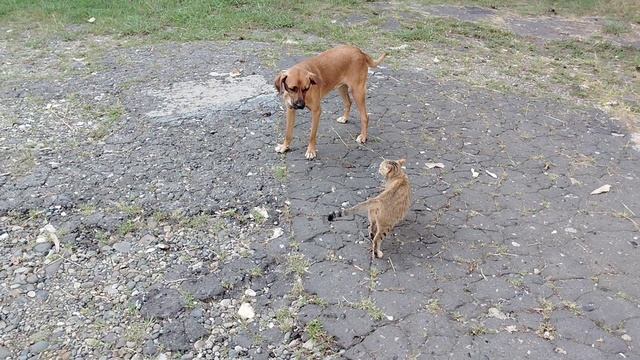 Боксирует кошка