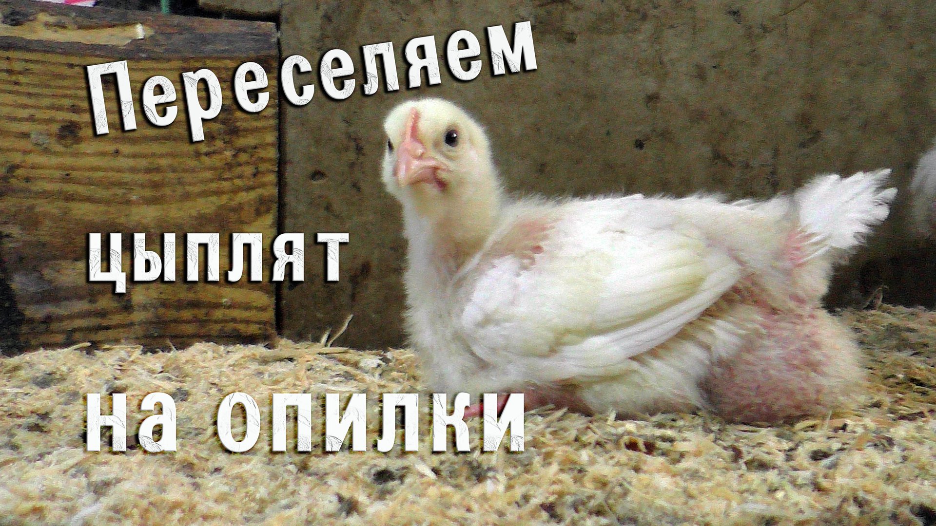 Переселяем бройлеров на пол 🐣