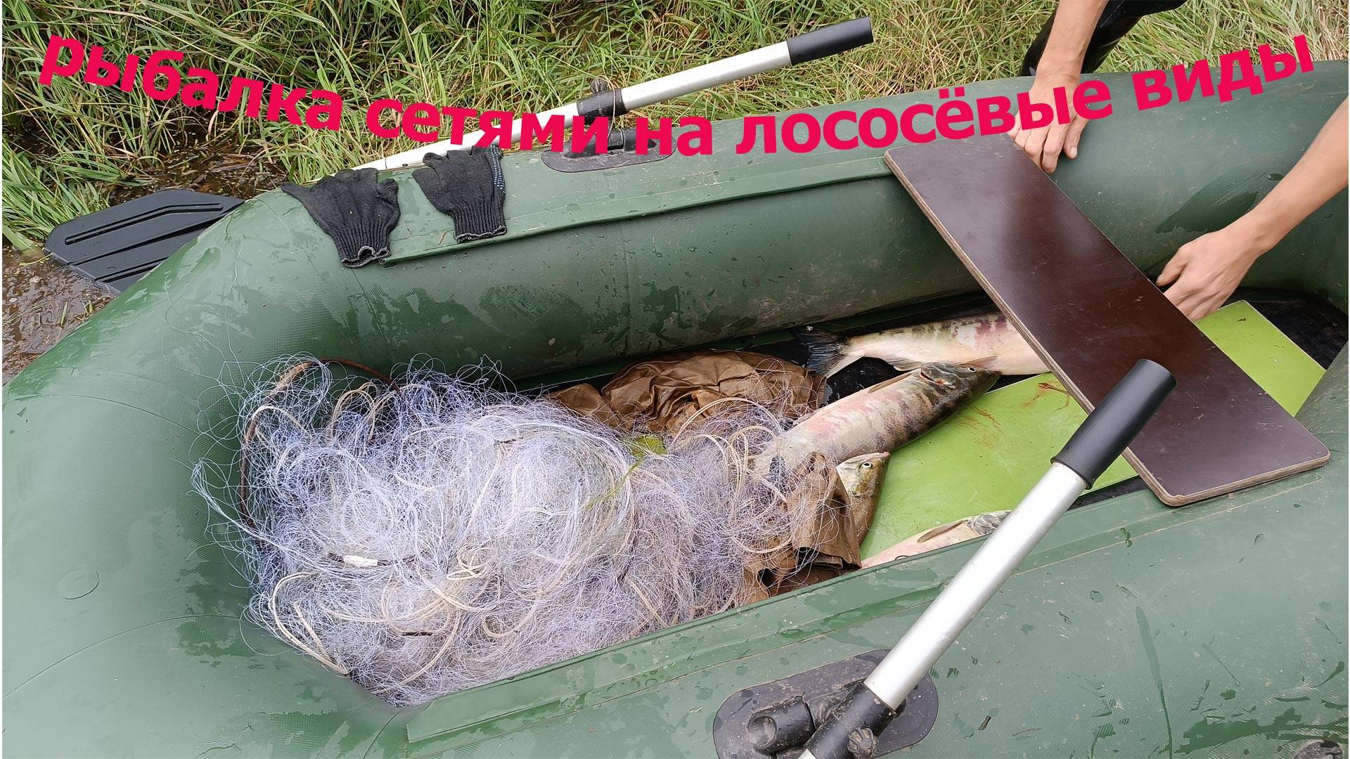 Рыбалка сетями на летнюю кету. Лосось.Рыбные места. Кета.