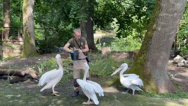 Кормление пеликанов. Прогулка по зоопарку. Калининградский ЗооПарк.
