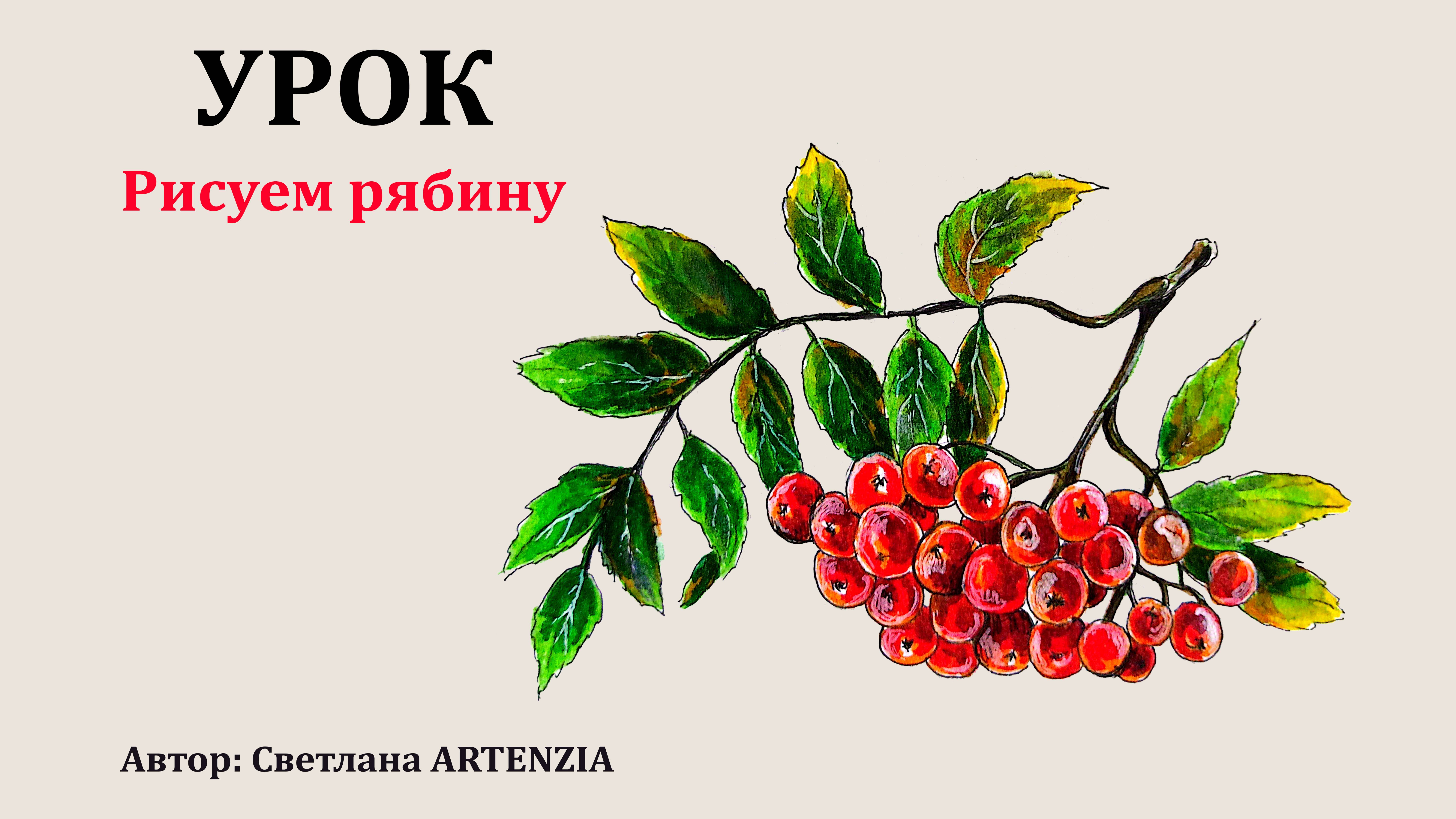 Ветка рябины