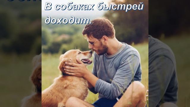 В КОШКАХ ДОЛЬШЕ ХРАНИТСЯ...