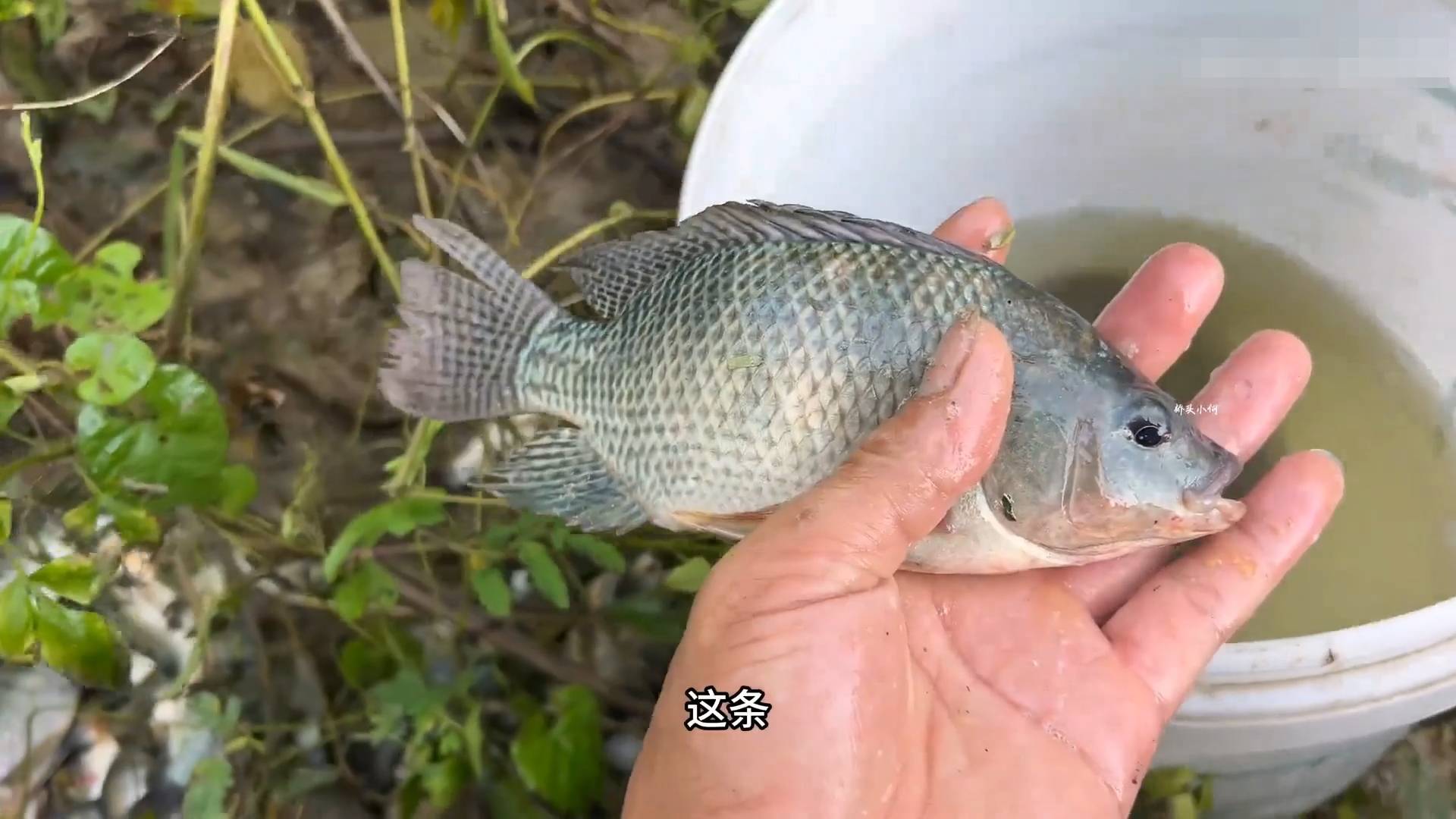 Сяо Хэ из Цяотоу - Ловушку-корзину для рыбы лучше всего поставить здесь