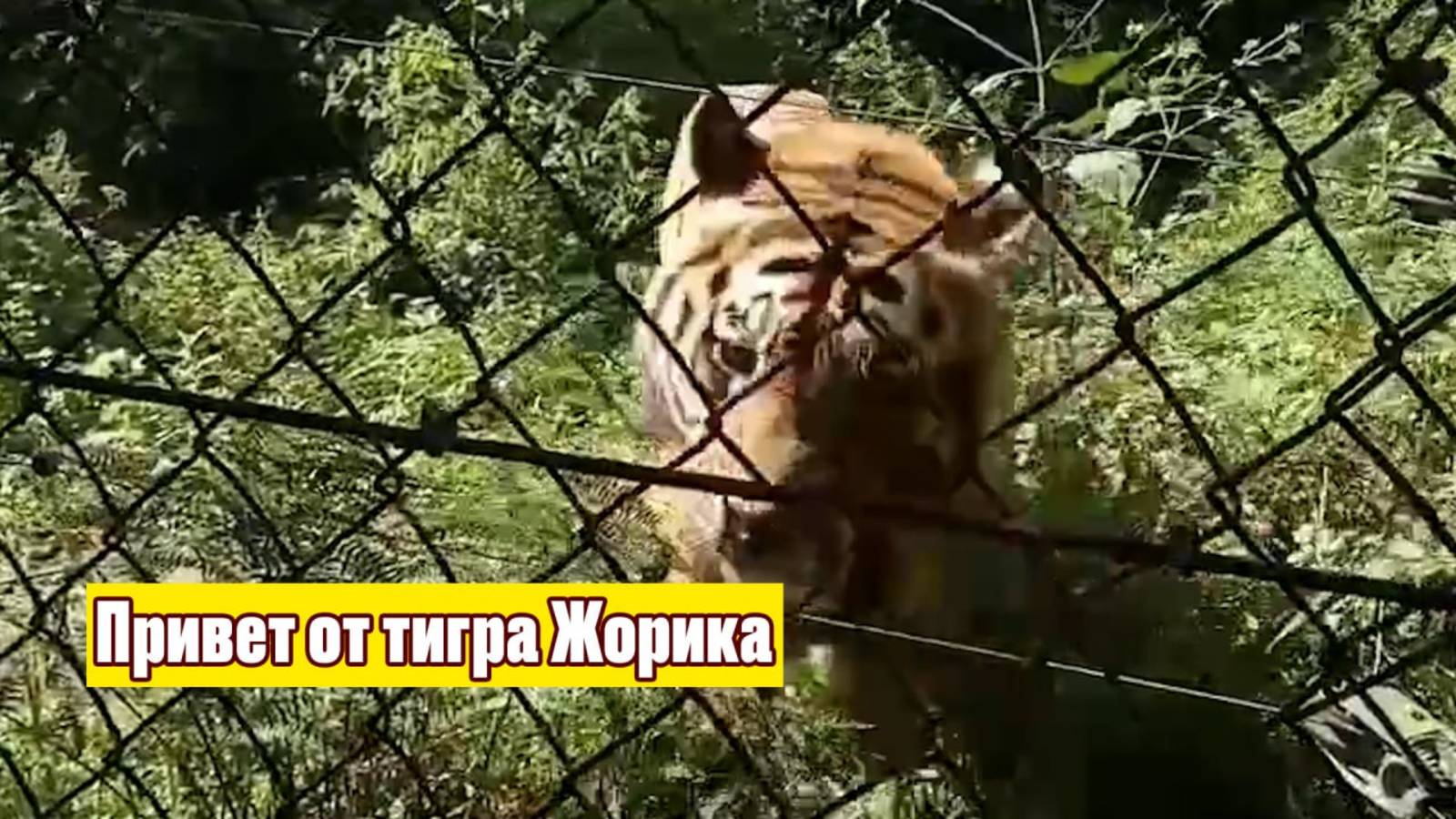 Челябинцам передали видеопривет от тигра Жорика