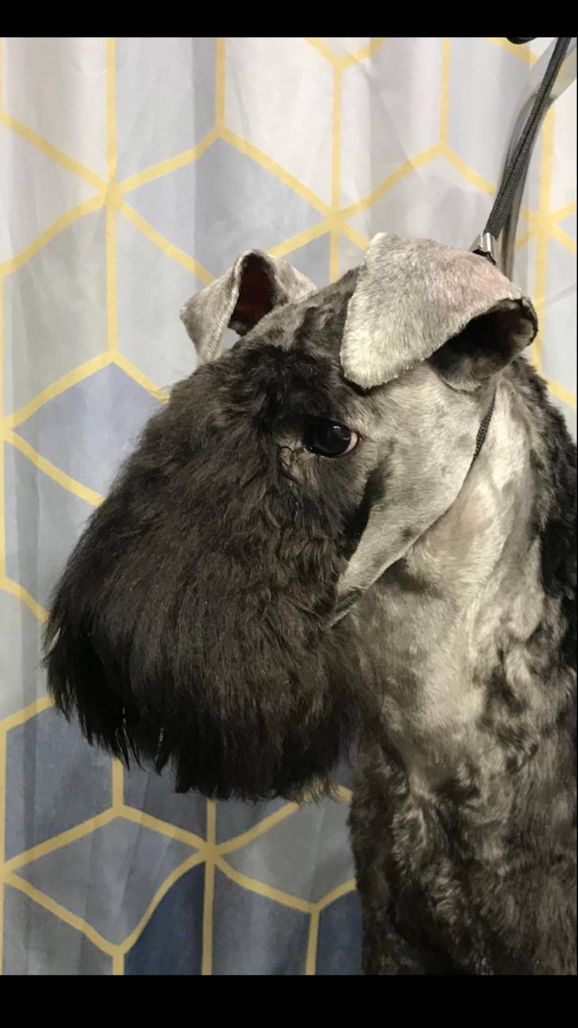 До стрижки и после 04.04.2024