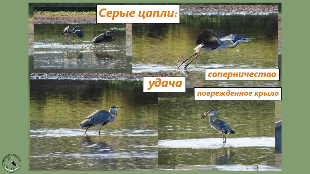 Серые цапли: удача раздражает, и старые гоняют молодую. А той подвисшее крыло не мешает ловить рыбу