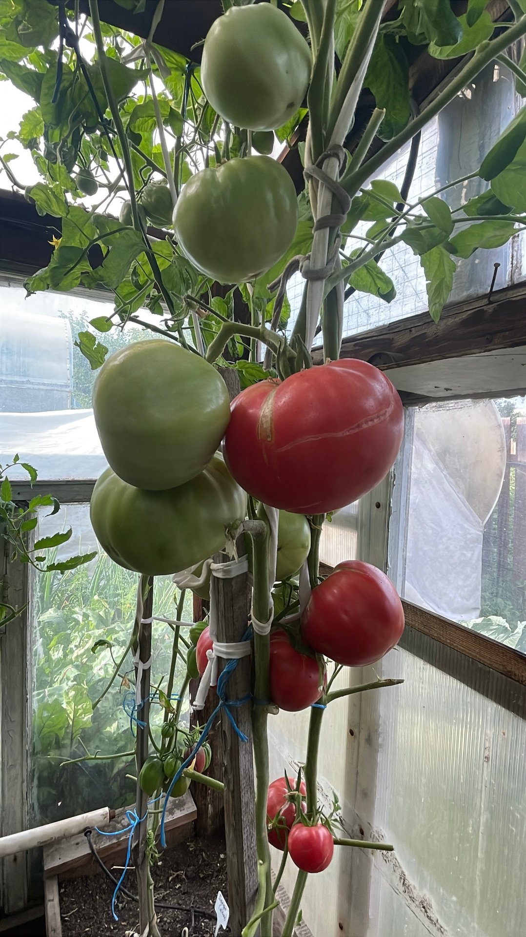 Обзор и дегустация томата КРИСТИНА ВАТЧЕВА