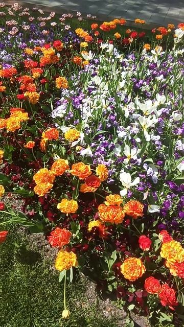 Красота природа цветы