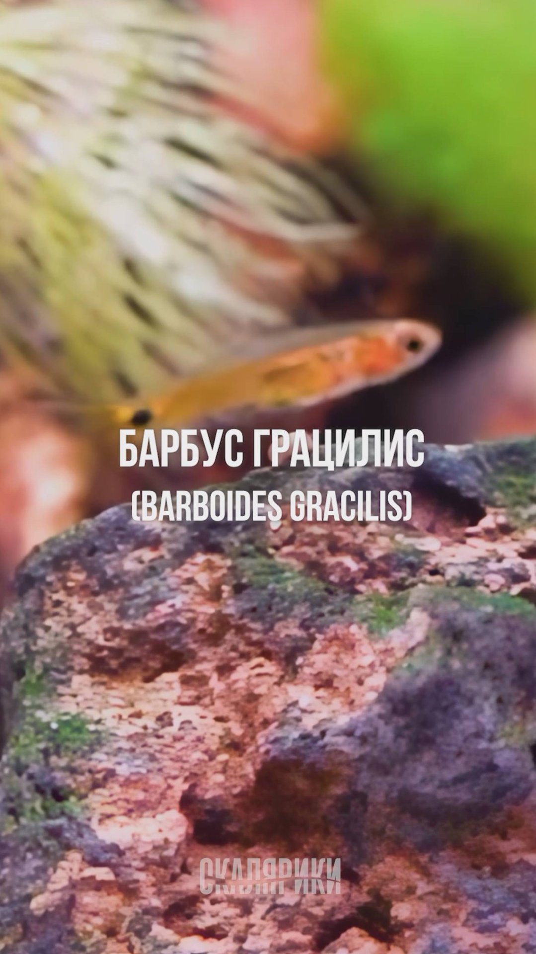 Пигмей среди барбусов