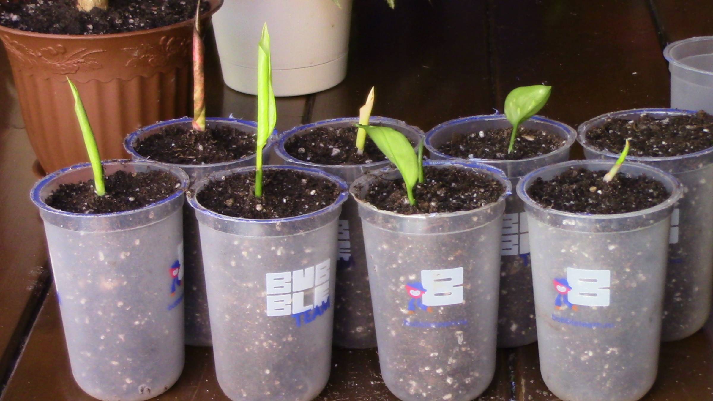 Как вырастить аглаонему из части ствола.