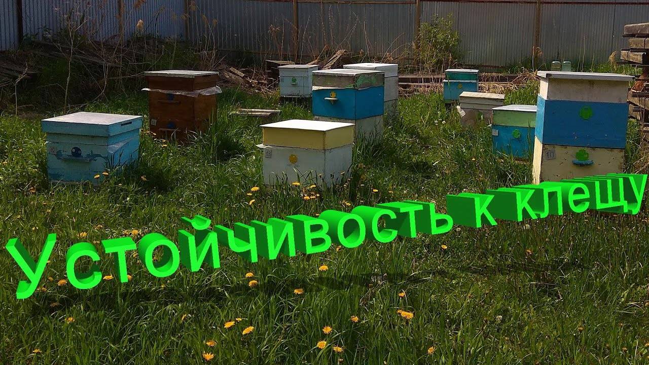 Устойчивость пчёл к клещу: шокирующие результаты обработки перцем | Проф. Кашковский