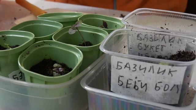 КАК Я ВЫРАСТИЛА БАЗИЛИКИ