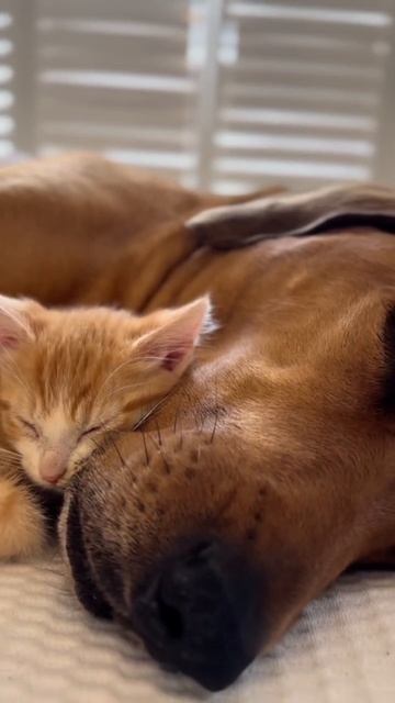 Кошечки  и собачки