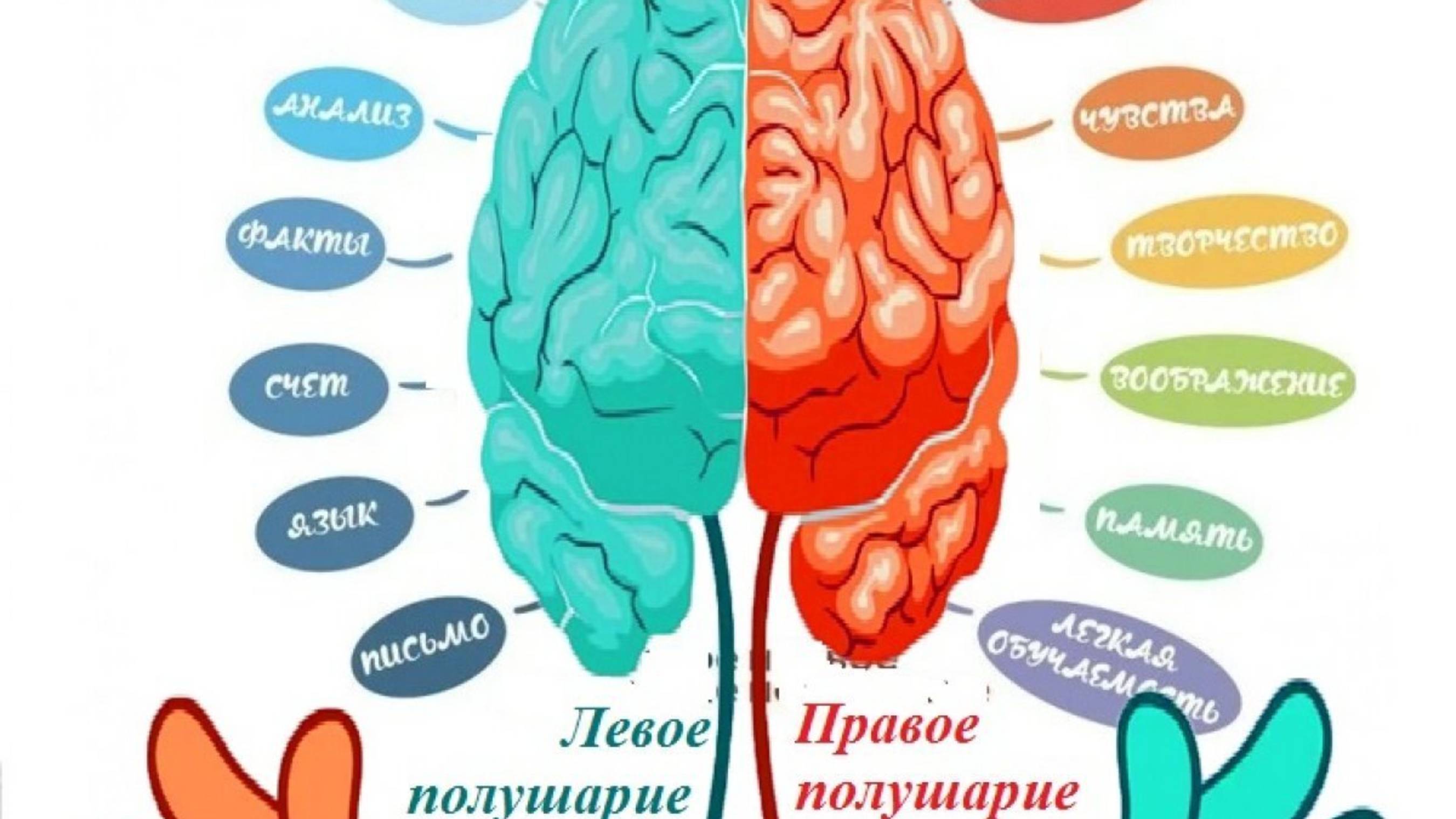14.08.2025 Индивидуальная сессия Головной мозг