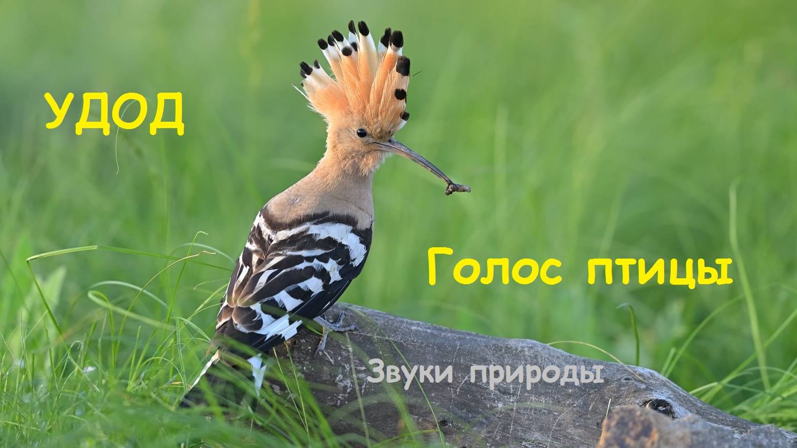 Звук птицы УДОДА. Звуки природы