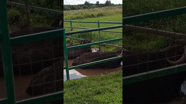 Поездка на Ферму "Горки" рядом с Коломной