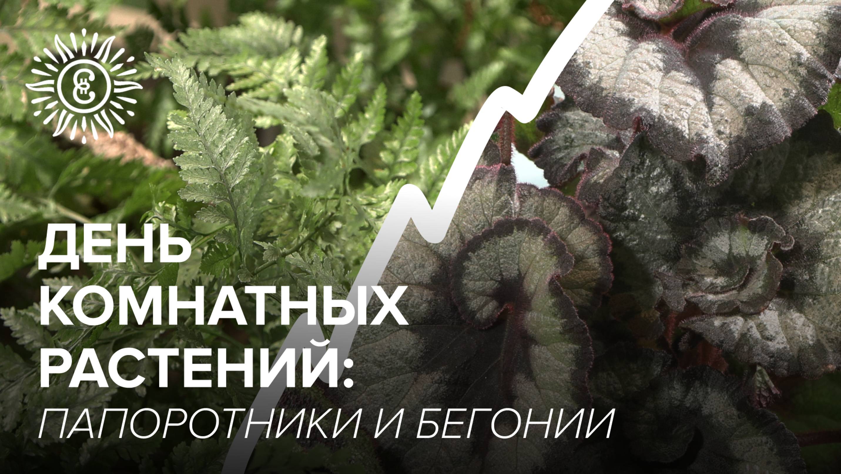 День комнатных растений в Царицыне. Папоротники и бегонии.