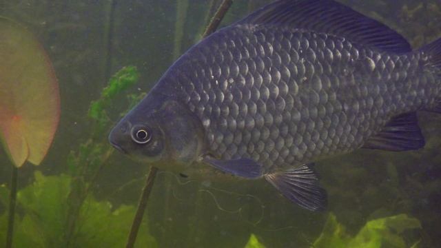 "О ЧЕМ МОЛЧАТ РЫБЫ"