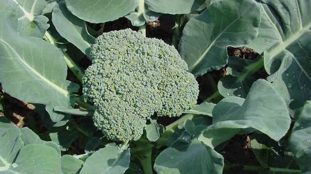 "Почему цветет капуста брокколи: секреты и советы по уходу!"
