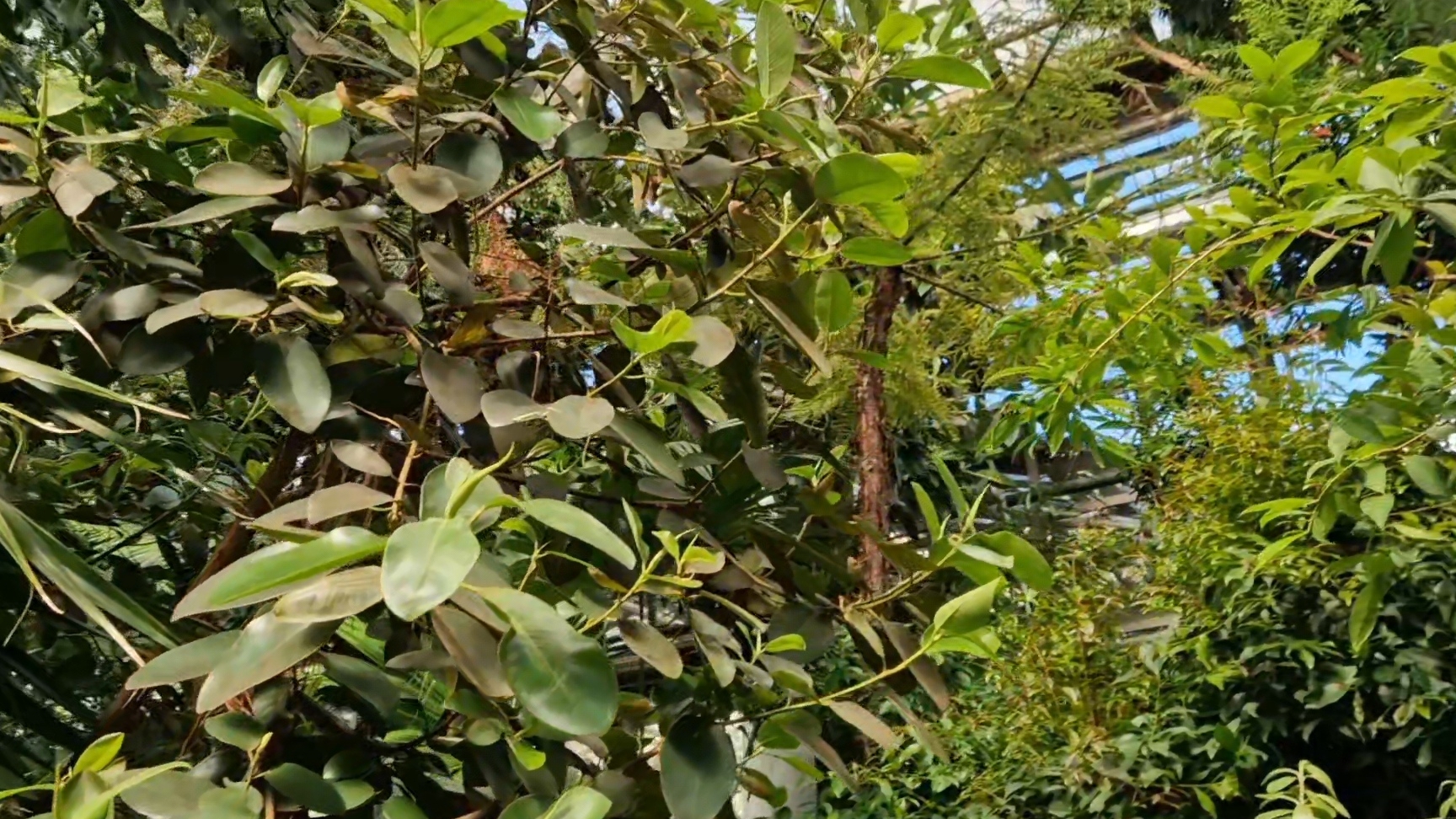 фондовая оранжерея