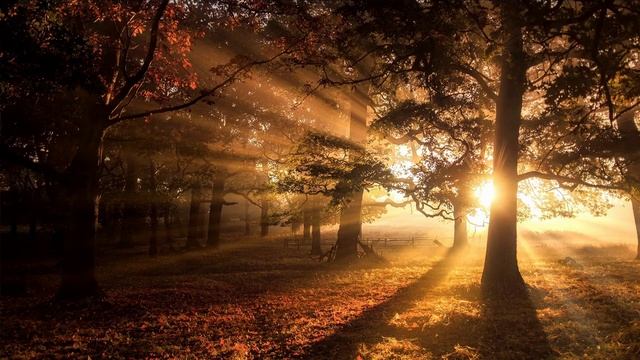 Мудрость Соломона