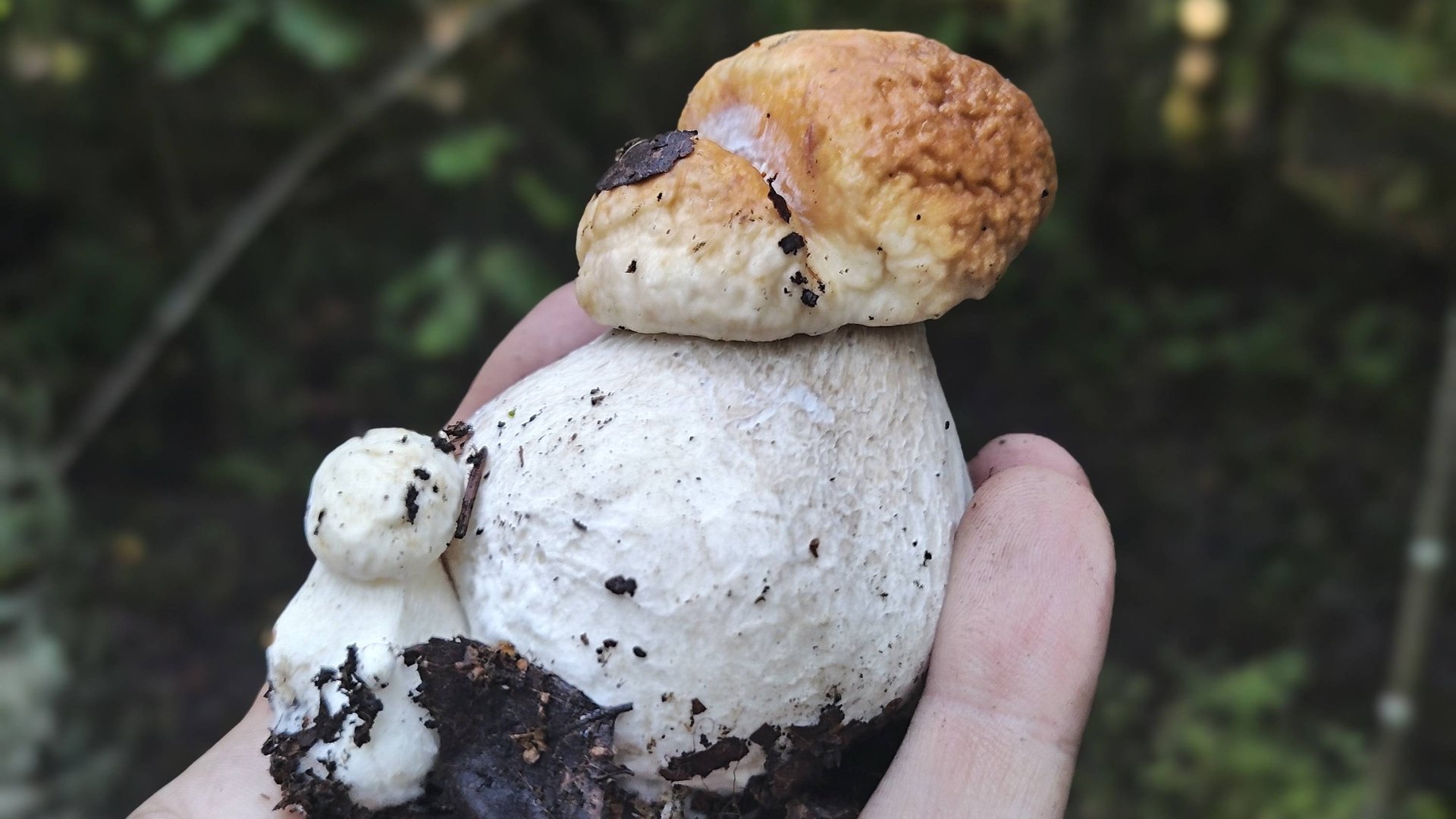 Белые грибы радуют грибника! Сбор перед работой 14.08.25