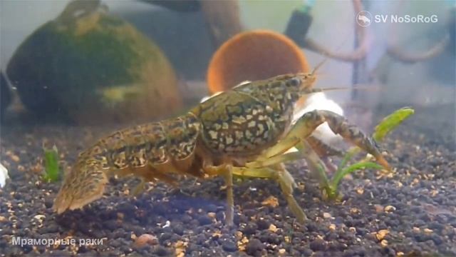 В чём заключается особенность размножения Мраморного рака — Procambarus virginalis ?