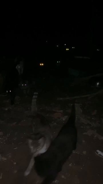 Глаза в темноте