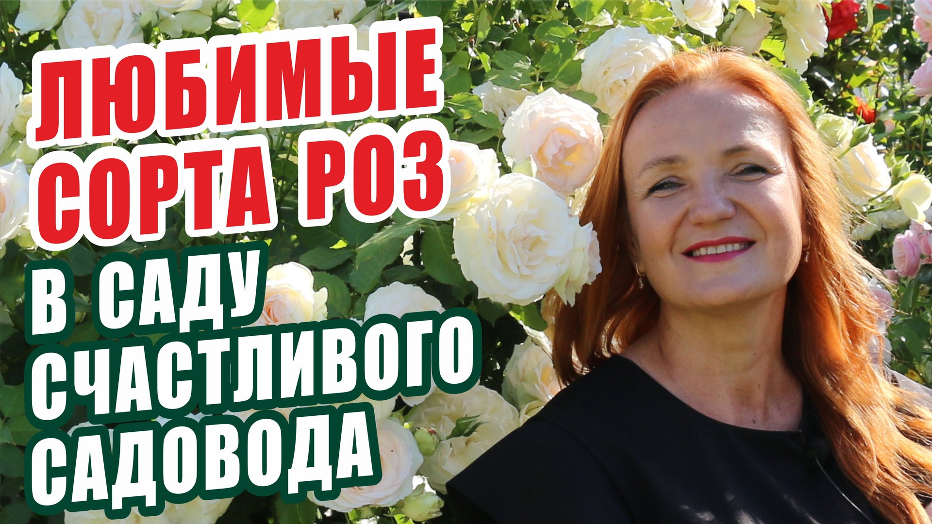 РОЗЫ. ЛЮБИМЫЕ СОРТА РОЗ В САДУ СЧАСТЛИВОГО САДОВОДА. ЛУЧШИЕ СОРТА РОЗ. ОБЗОР СОРТОВ РОЗ РОЗЫ В САДУ
