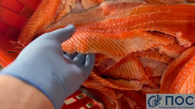 Хребты форели после филетировочной машины CHSF(CHDF)-2. Разелка лососевых (красной рыбы) до трим В.