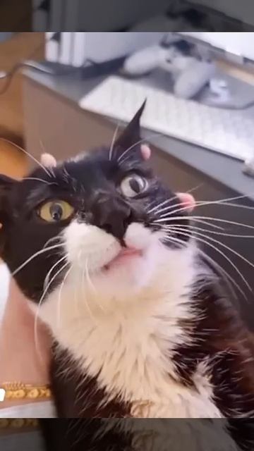 Покормите меня прости котик