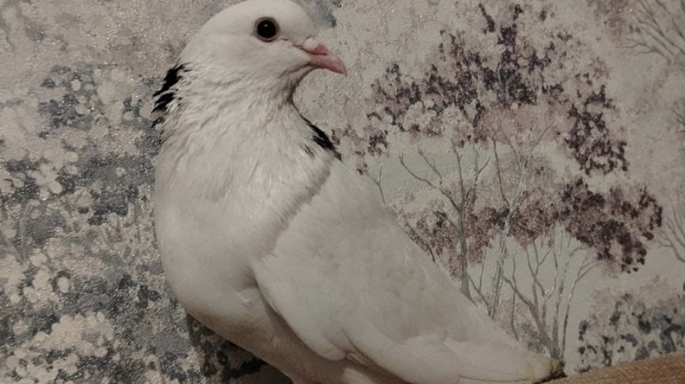 как жаль что это только аз в году