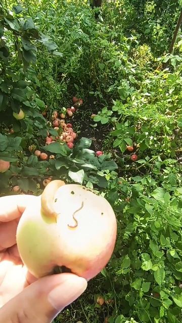 Яблочные жители