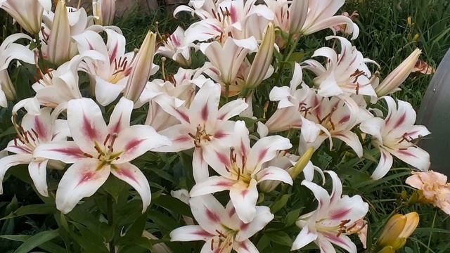 лилия НИМФА от-гибрид