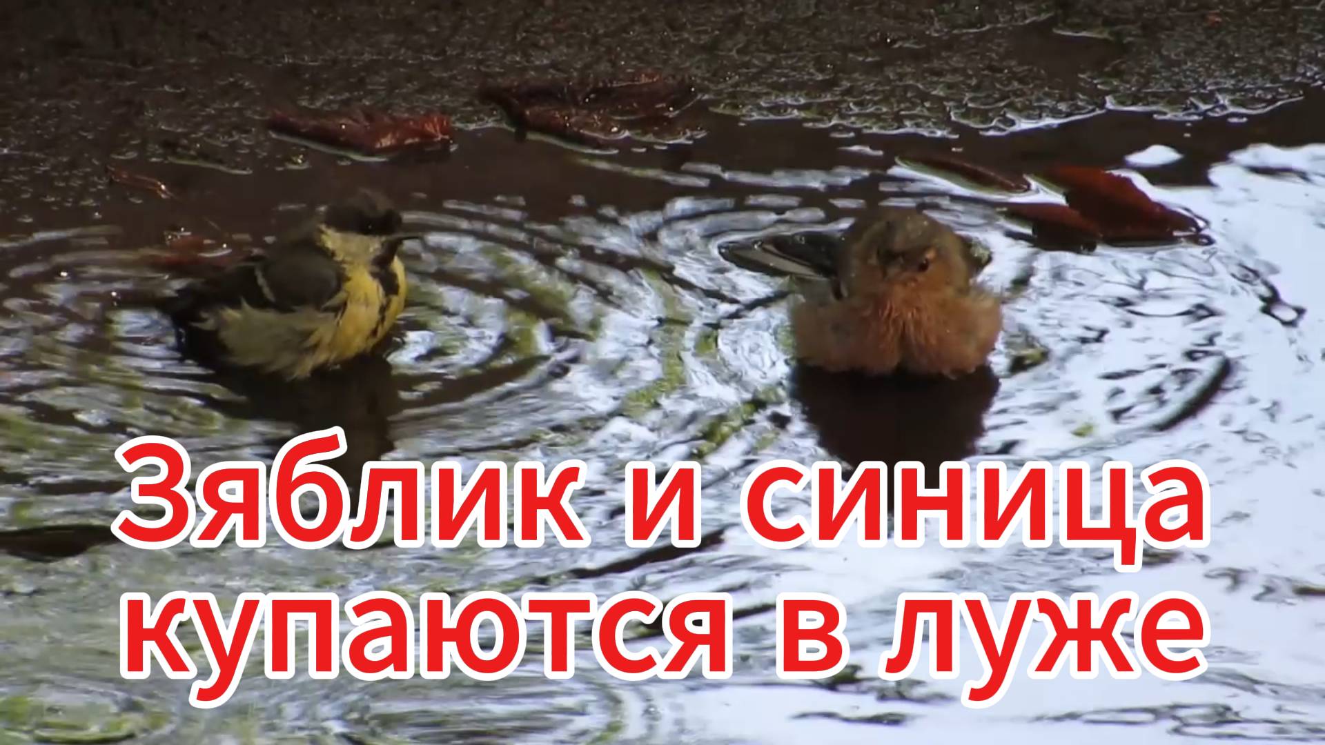 Зяблик и синица купаются в луже. Зачем птицы купаются в песке?