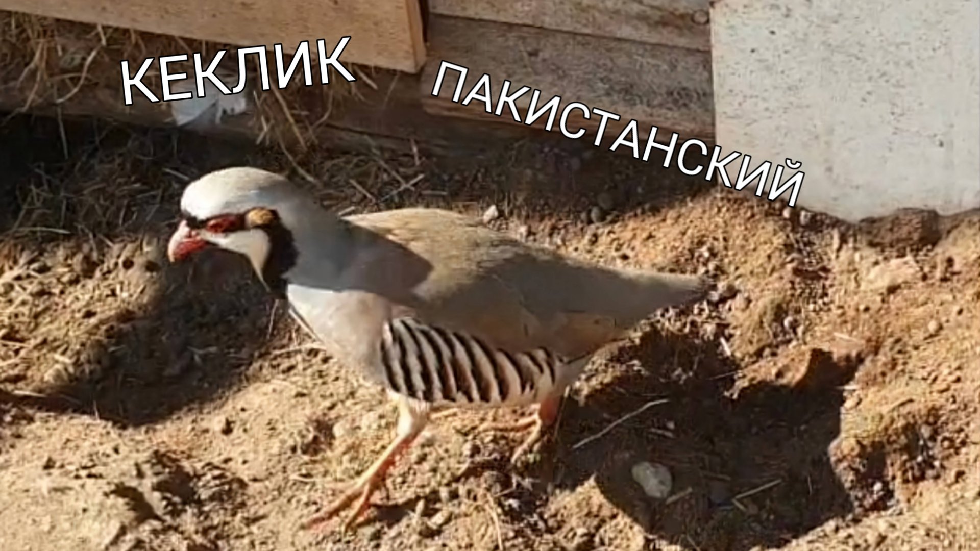 На крайнем Севере есть Пакистанские кеклики