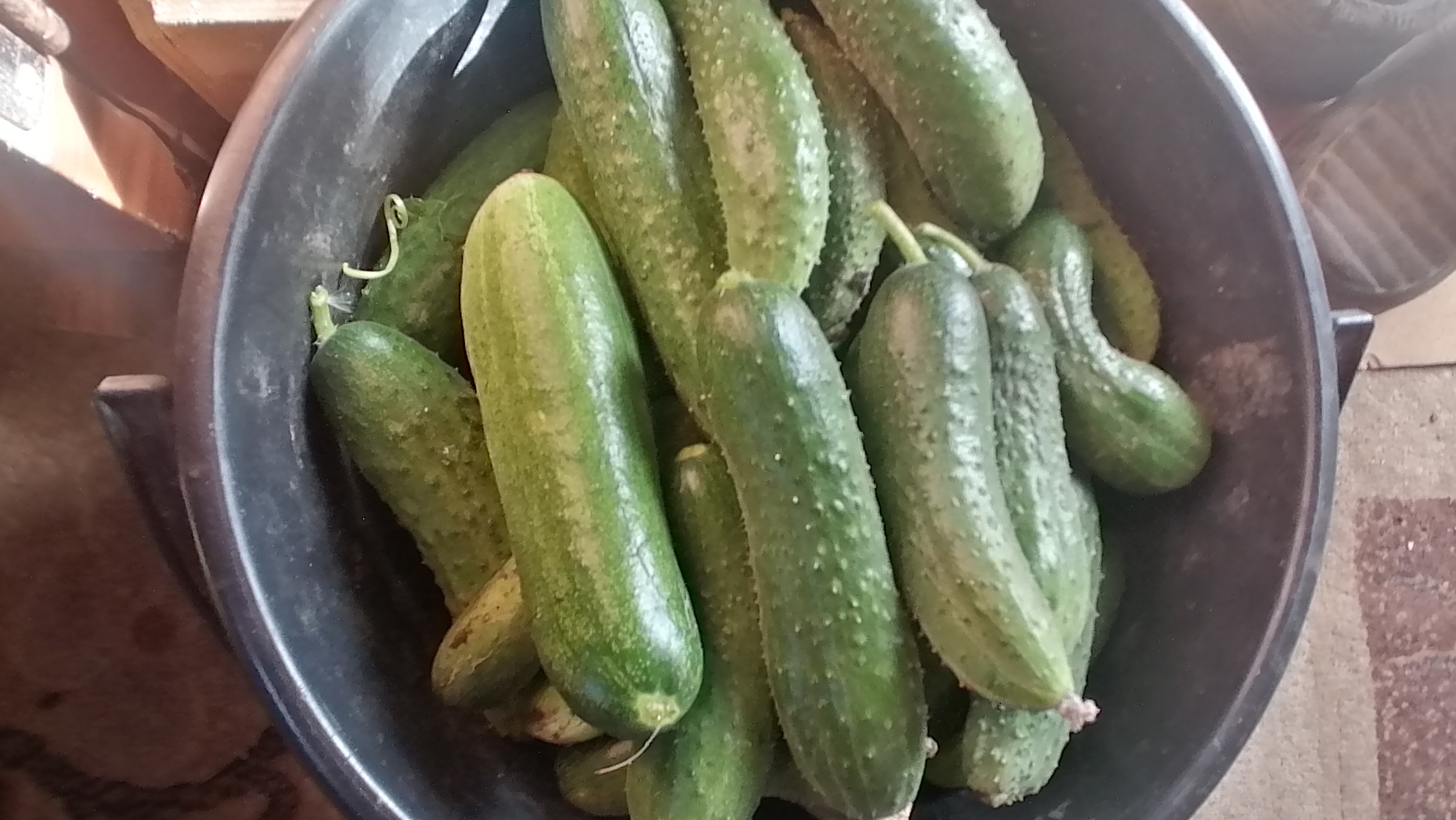 ОГУРЕЦ ПРОДОЛЖАЕТ ЖИТЬ.